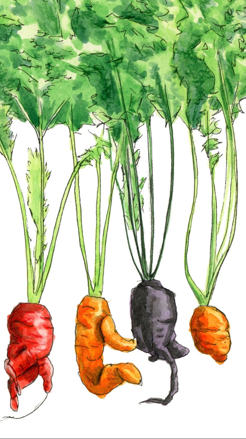 Funky Carrots Watercolor Art Print - Etsy