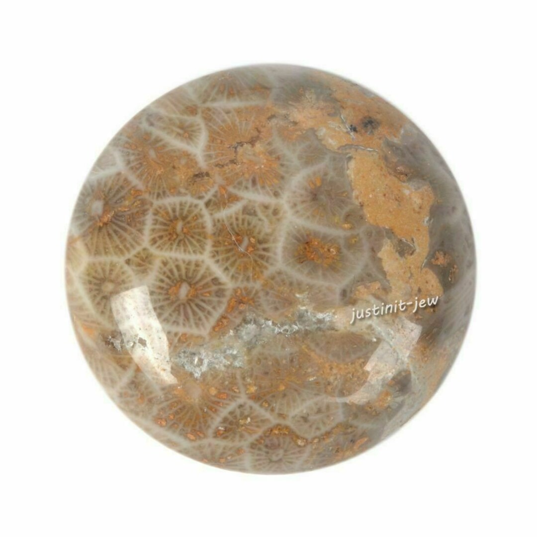 25mm Coral Fossil Round Flatback Cab Cabochon - Etsy