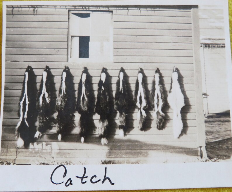 Skunk Catch - 1920's Outdoorsman Displays His Catch Snapshot Photo ...