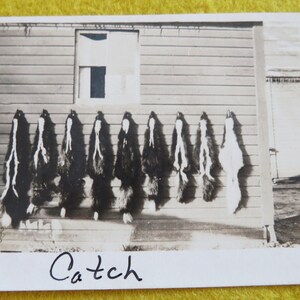 Skunk Catch - 1920's Outdoorsman Displays His Catch Snapshot Photo ...
