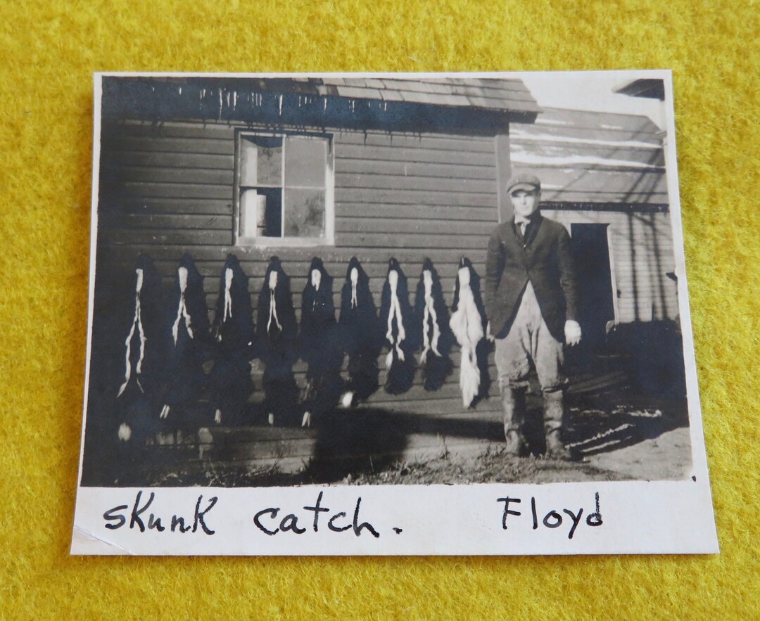 Skunk Catch - 1920's Young Hunter Shows His Latest Skunk Catch Snapshot ...