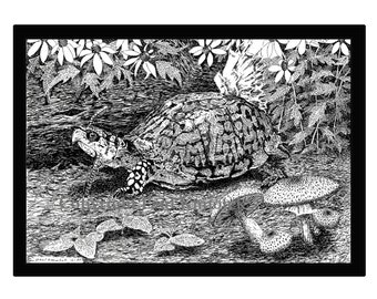 Box Turtle Art - Etsy Australia