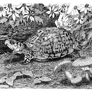 Eastern Box Turtle Pen and Ink Print, Reptile - Etsy