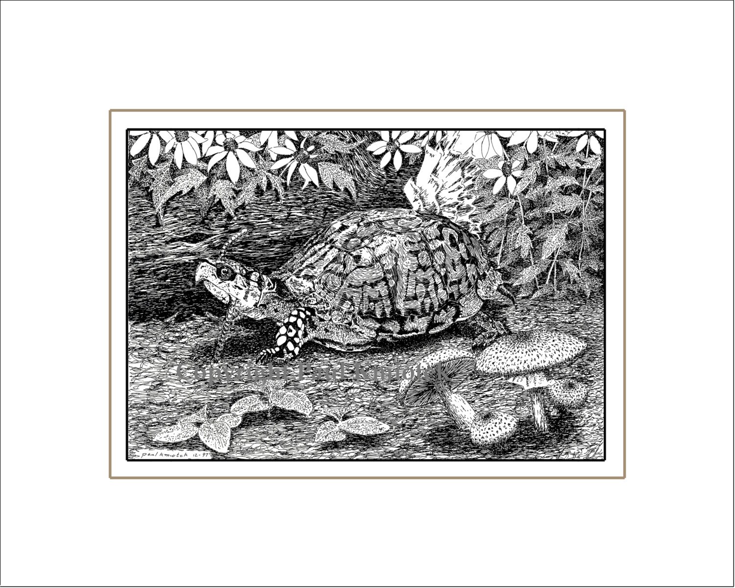 Eastern Box Turtle Pen and Ink Print, Reptile - Etsy