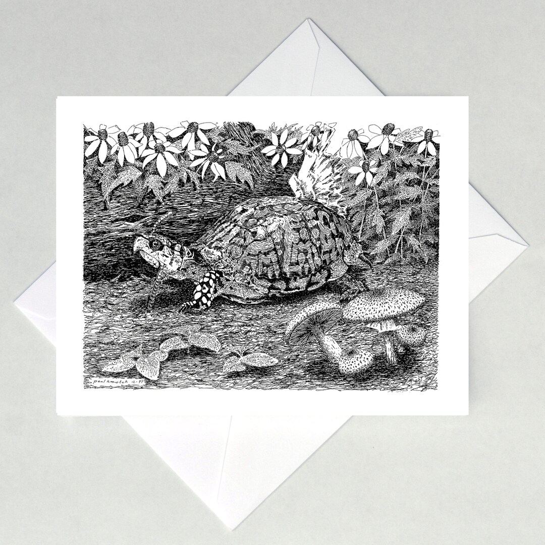 Box Turtle Note Cards - Etsy