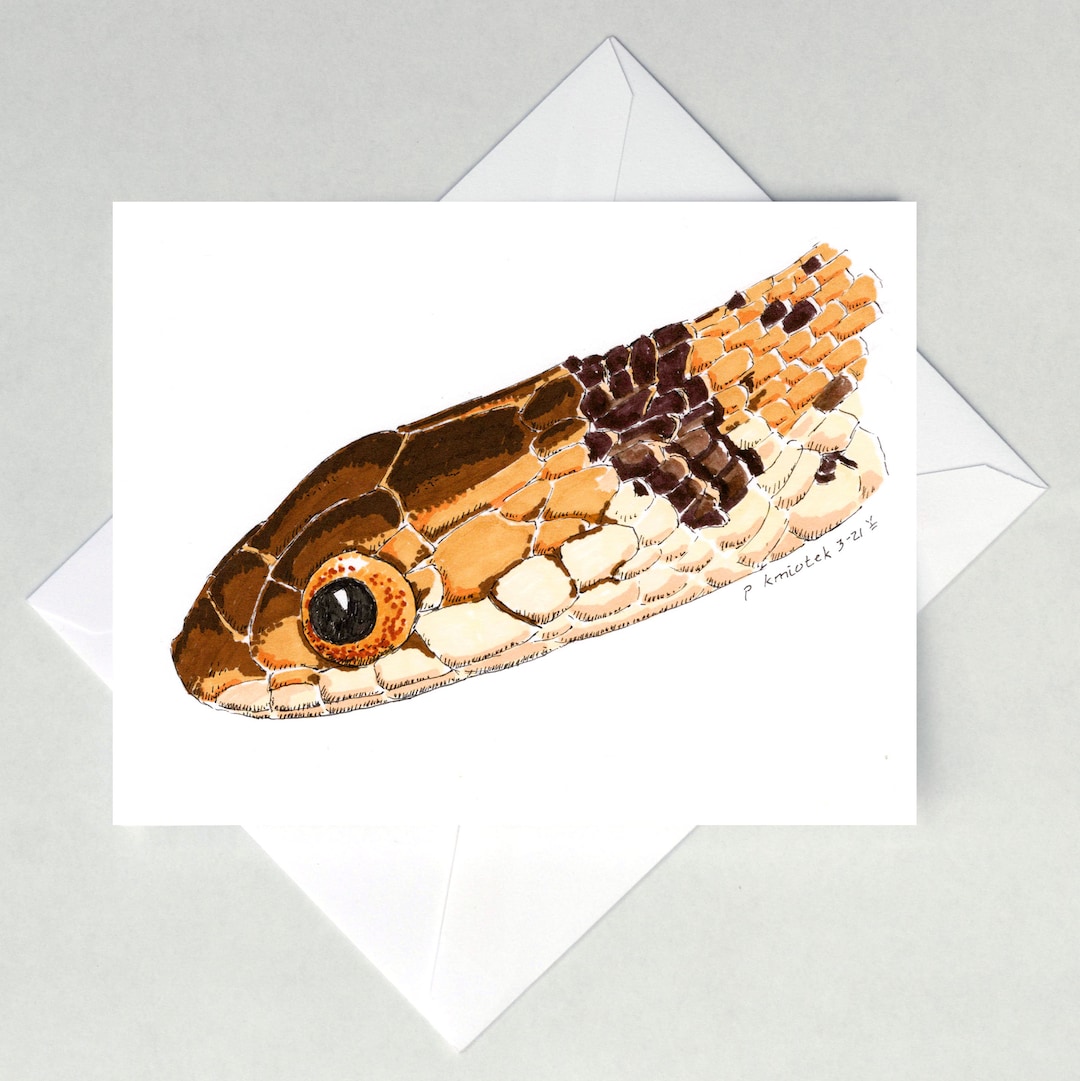 Dekay's Brown Snake Note Cards - Etsy