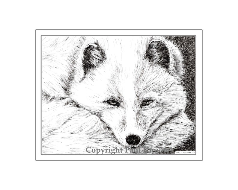 Arctic Fox Pen and Ink Print - Etsy