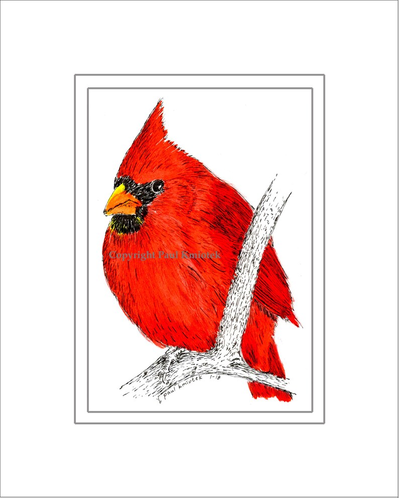 Cardinal Pen and Ink Print - Etsy