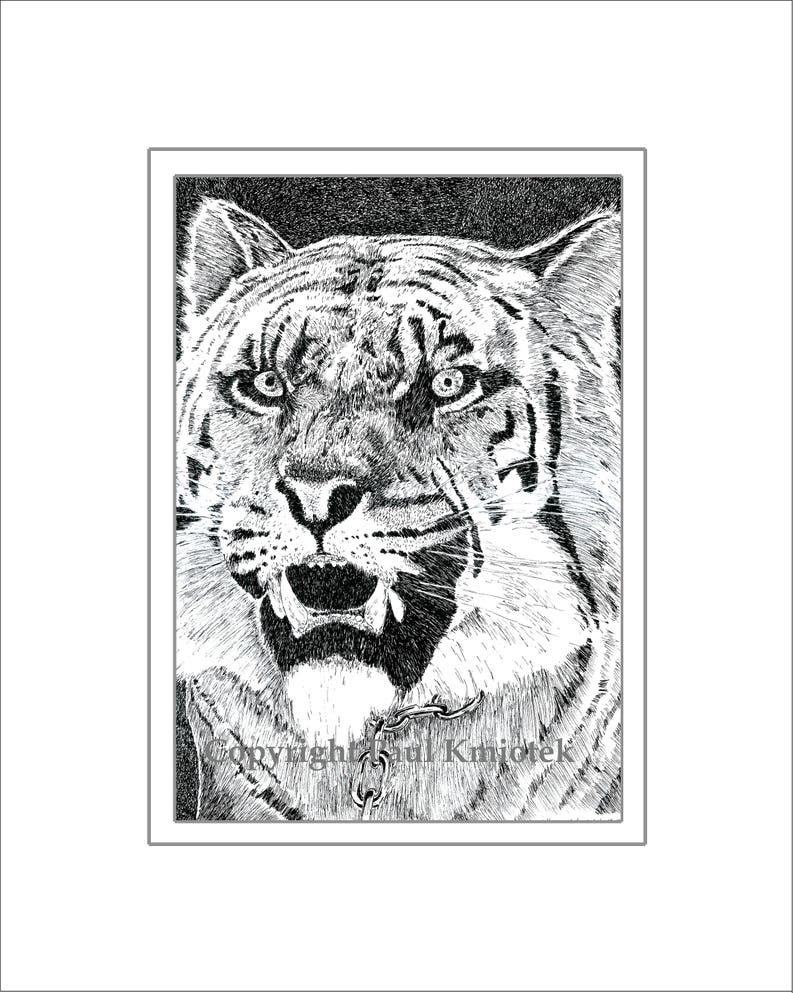 Tiger Pen and Ink Print, Shiva - Etsy