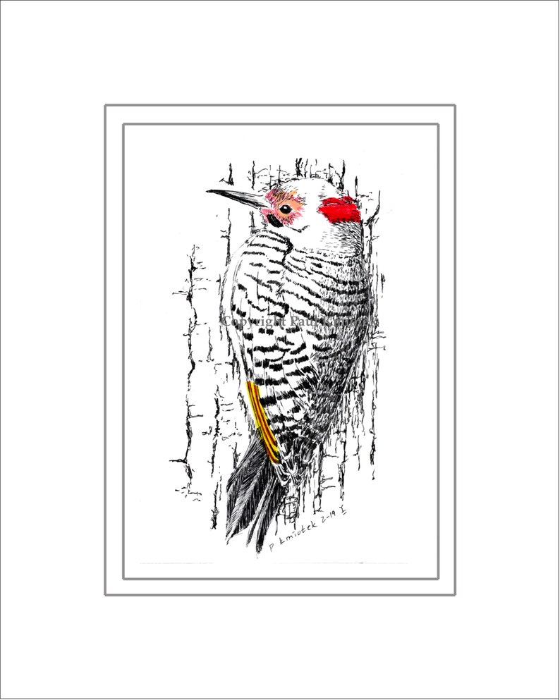 Northern Flicker Pen and Ink Print, Woodpecker - Etsy