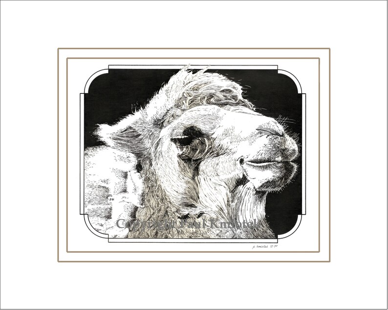 Camel Pen and Ink Print - Etsy