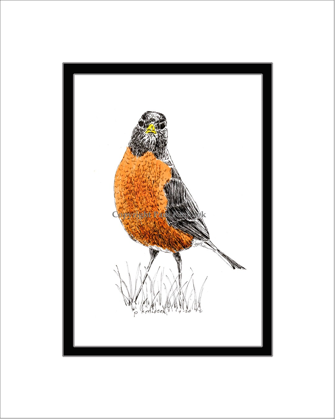 American Robin Pen and Ink Print - Etsy