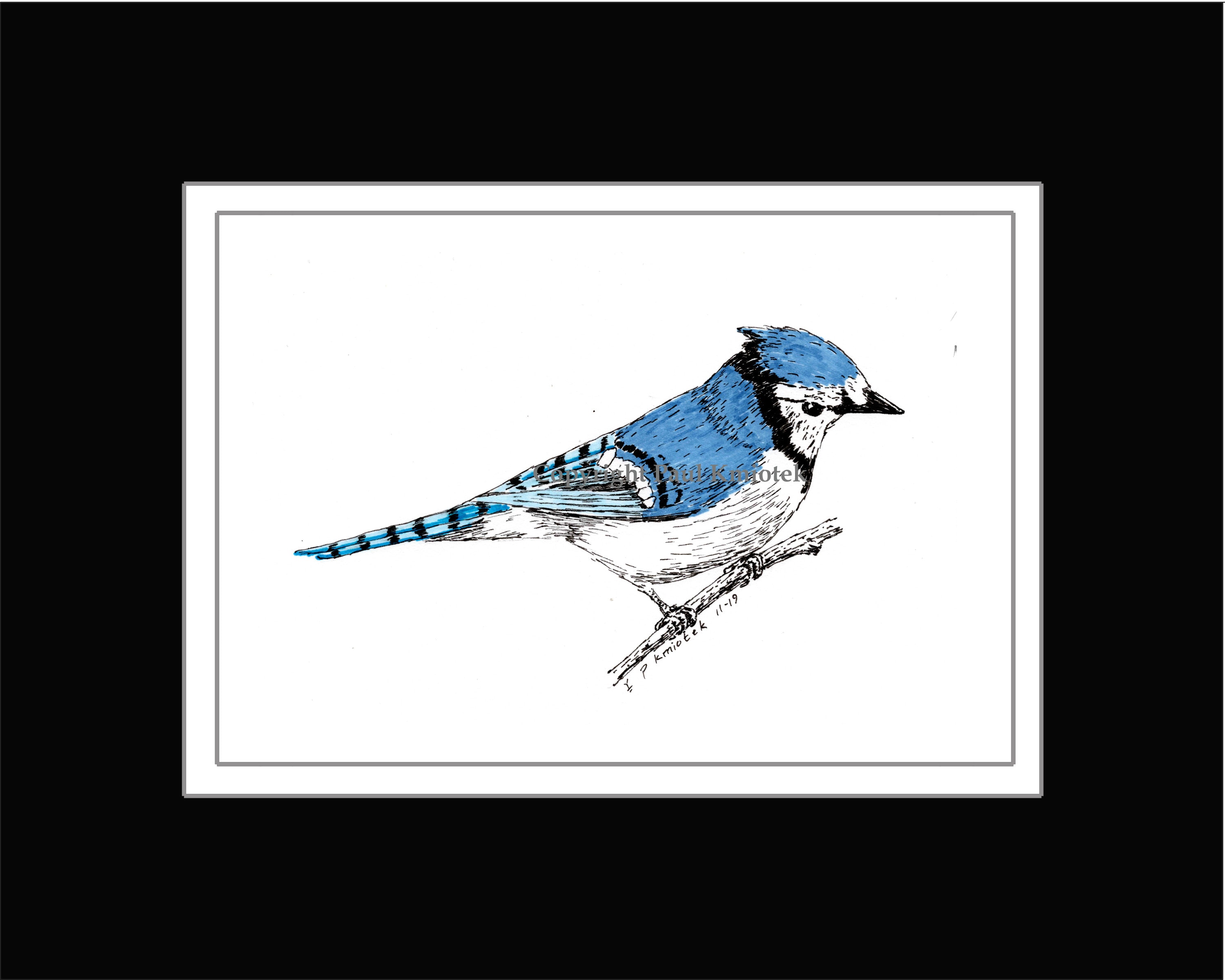 Blue Jay Pen and Ink Print - Etsy