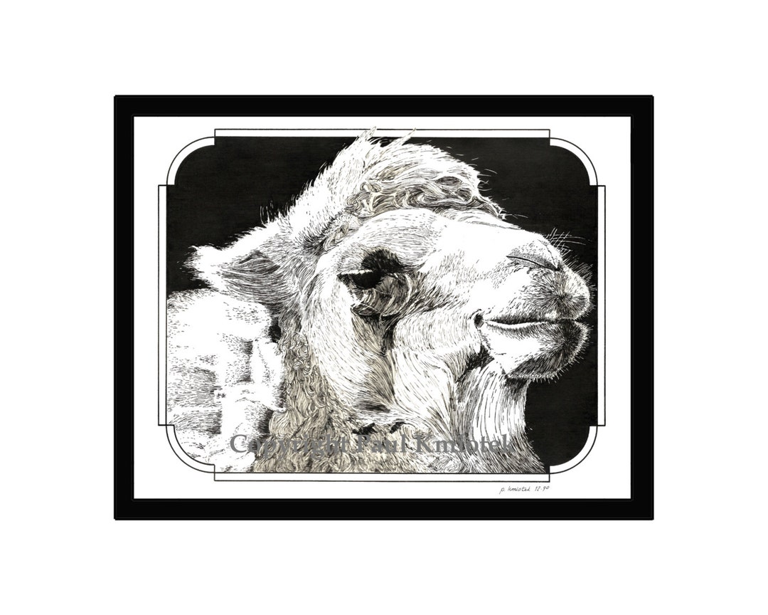 Camel Pen and Ink Print - Etsy