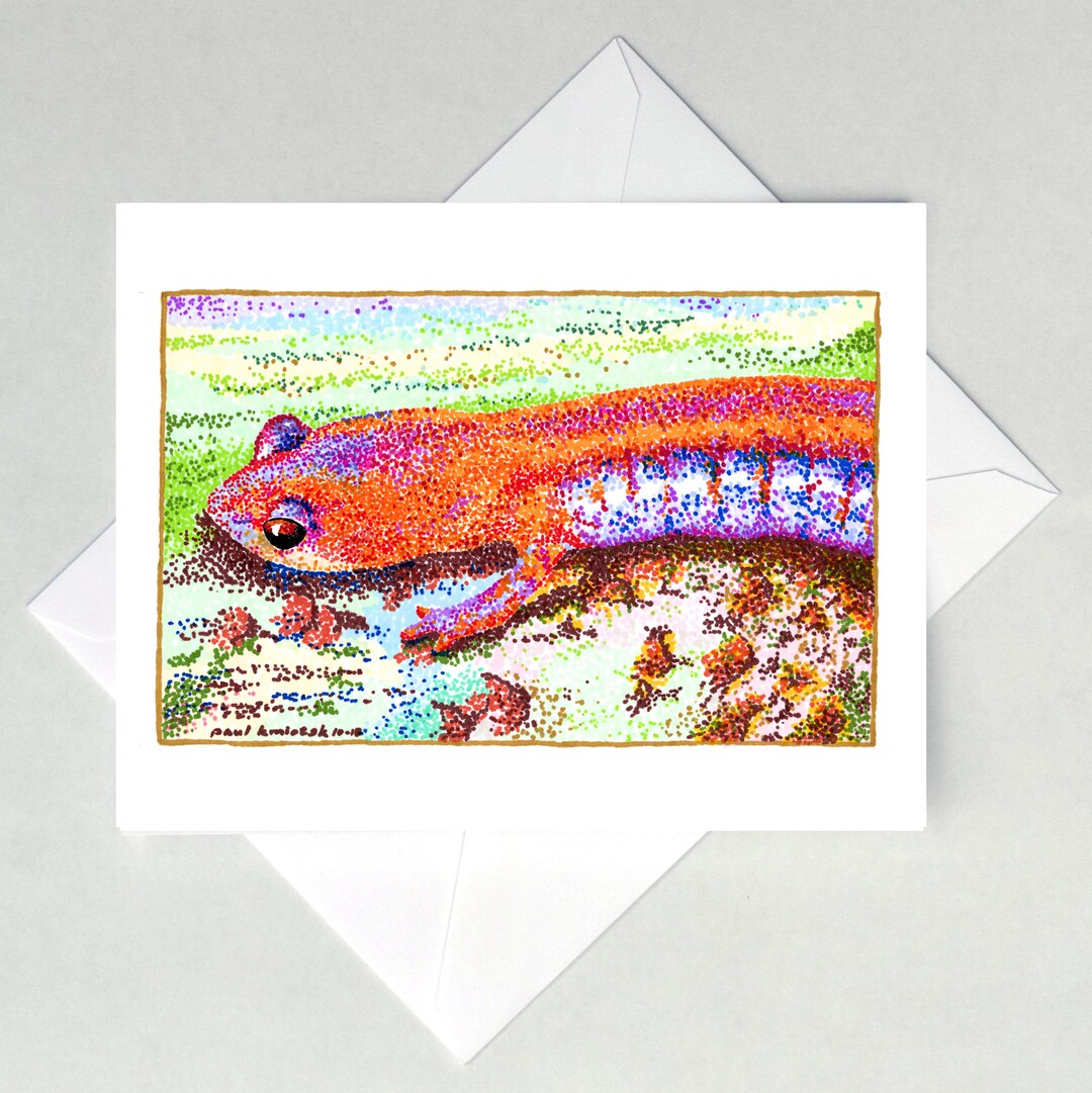 Redback Salamander Note Cards - Etsy