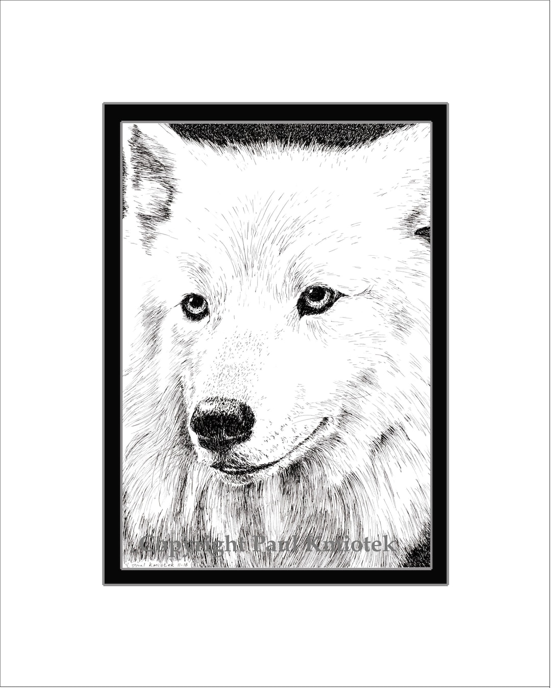 White Wolf Pen and Ink Print - Etsy