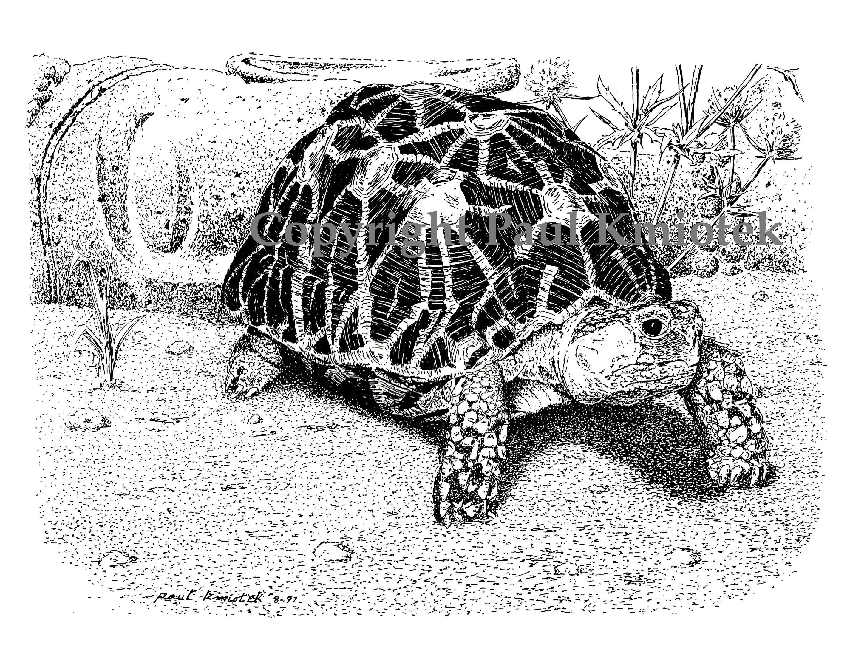 Indian Star Tortoise Pen and Ink Print, Reptile, Tortoise - Etsy