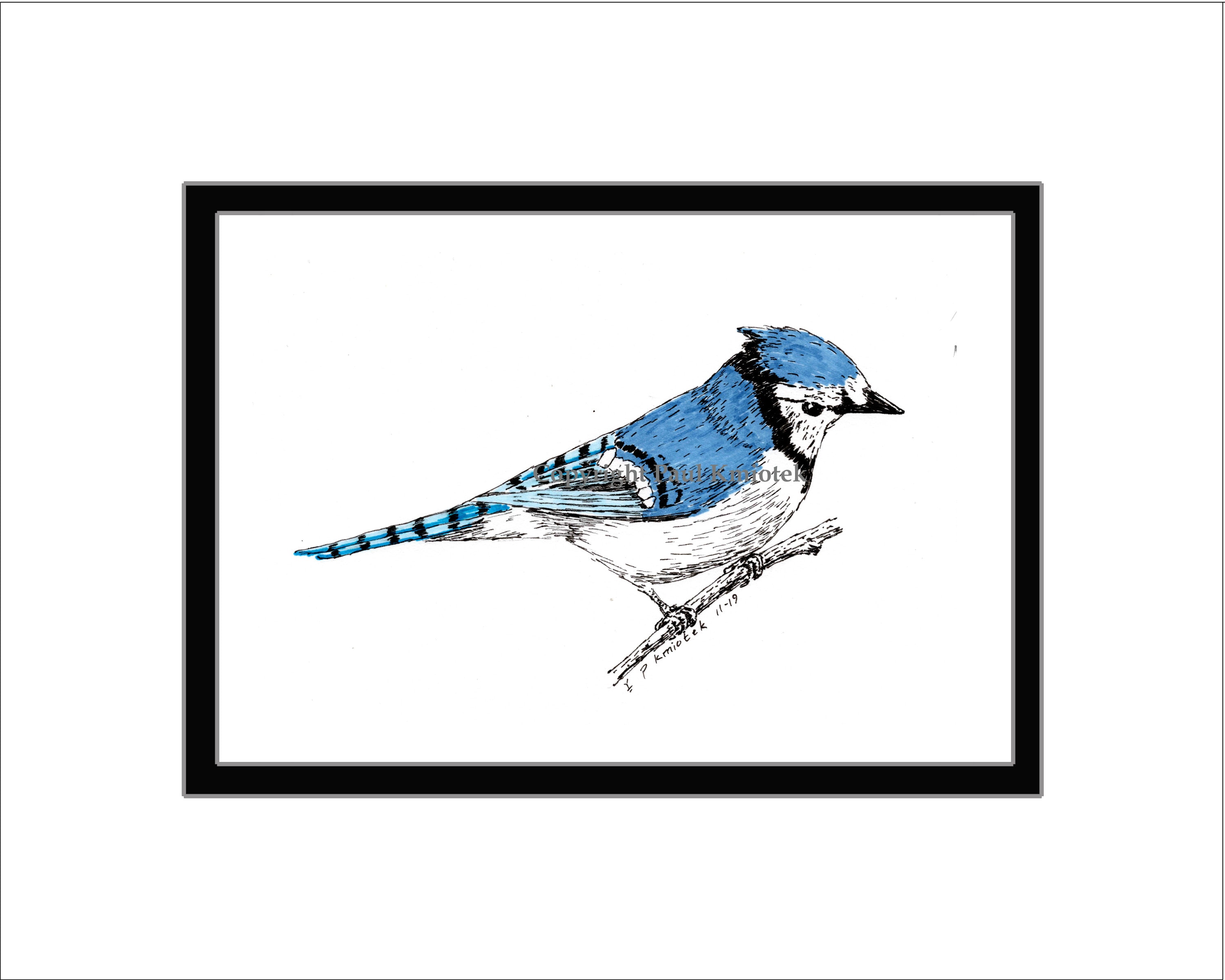 Blue Jay Pen and Ink Print - Etsy