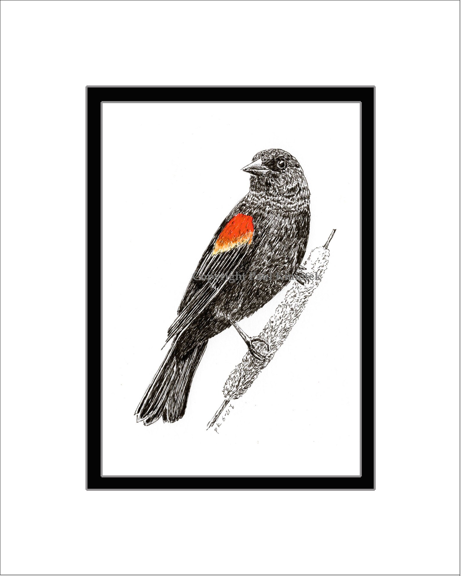 Red-winged Blackbird Pen and Ink Print - Etsy