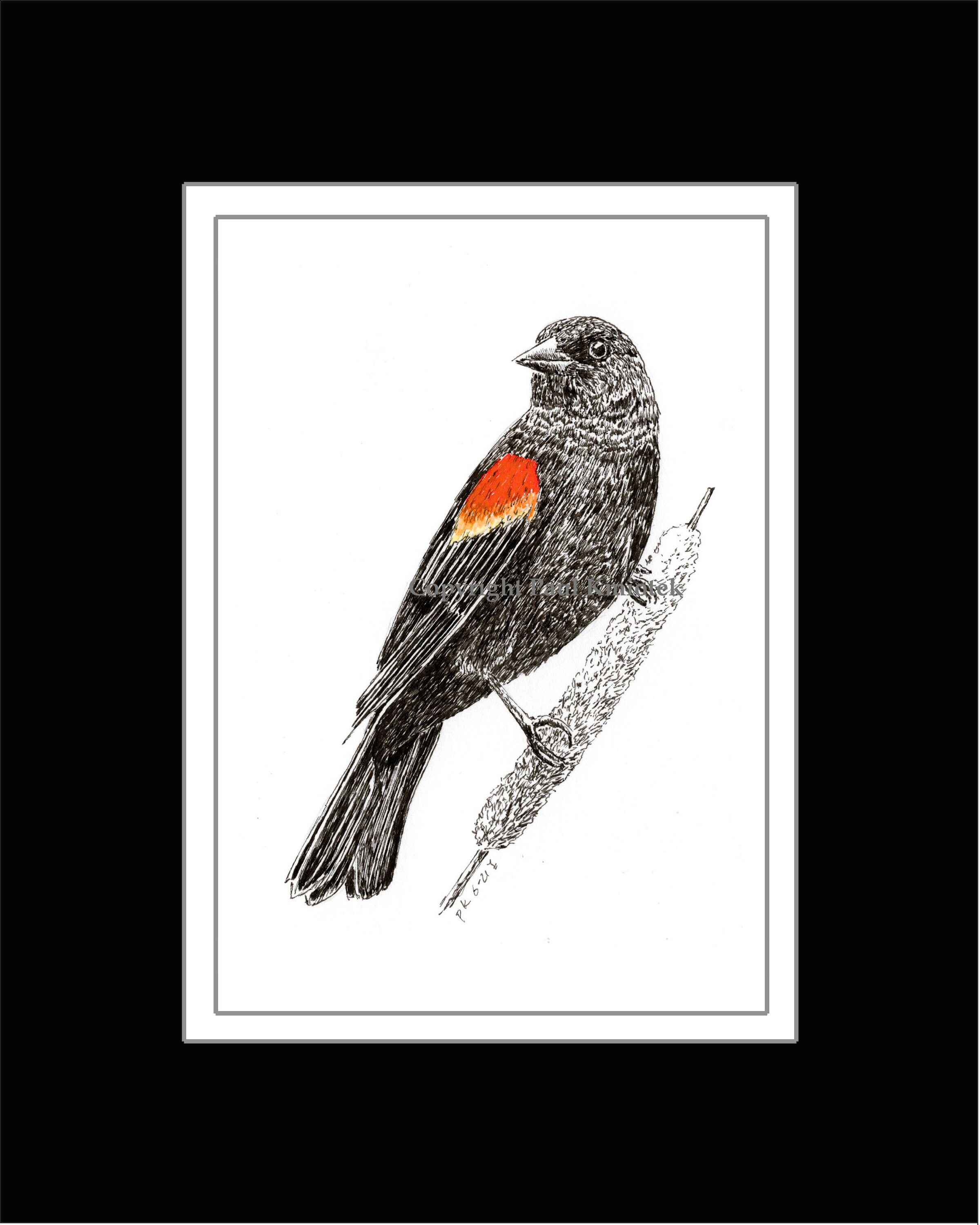 Red-winged Blackbird Pen and Ink Print - Etsy
