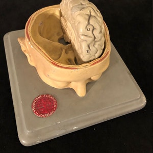 PARAVIA Human Head Section With Brain Plaster Published on - Etsy