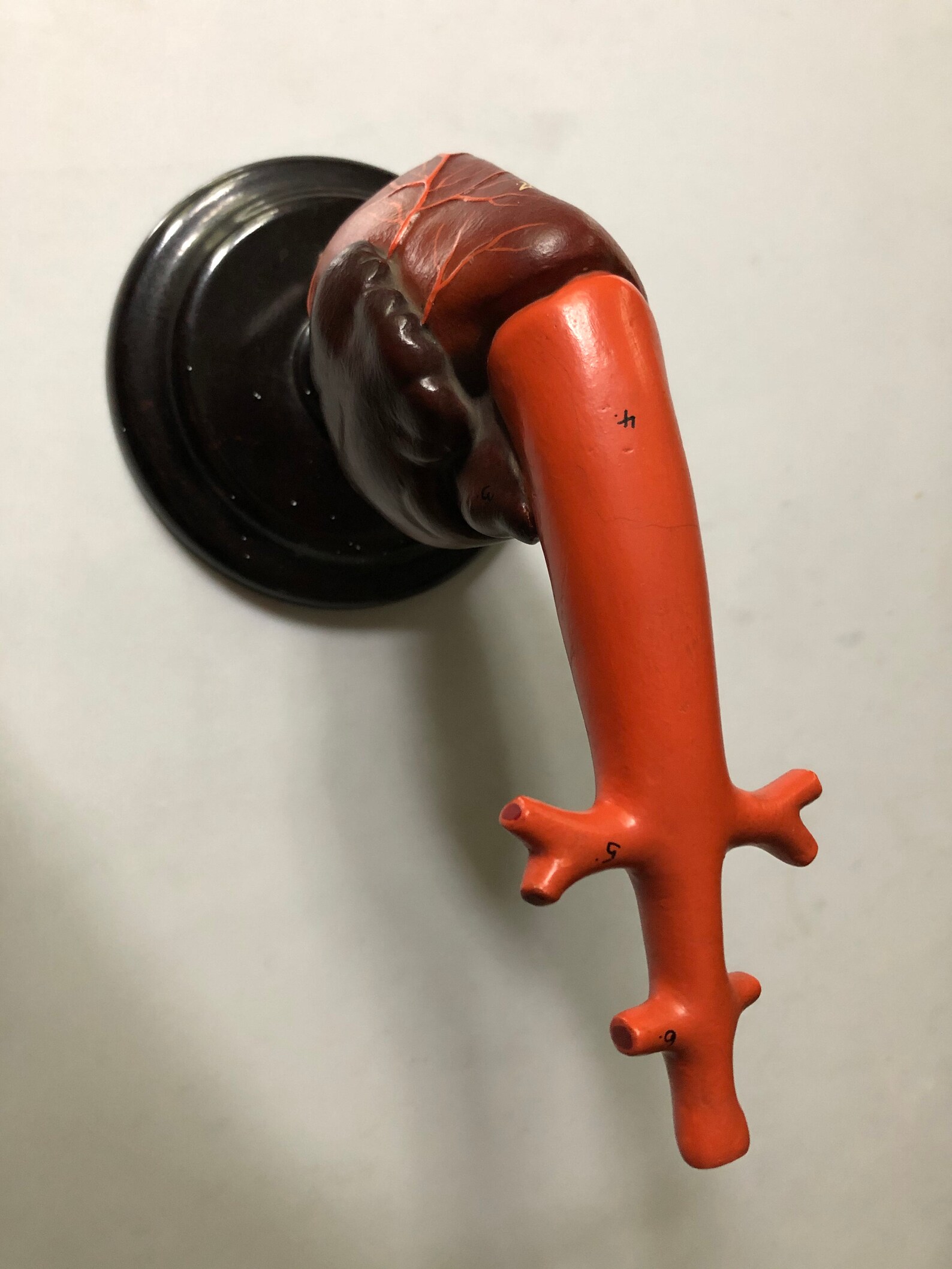 Vintage Heart Model of a Frog Tridimensional Enlarged | Etsy