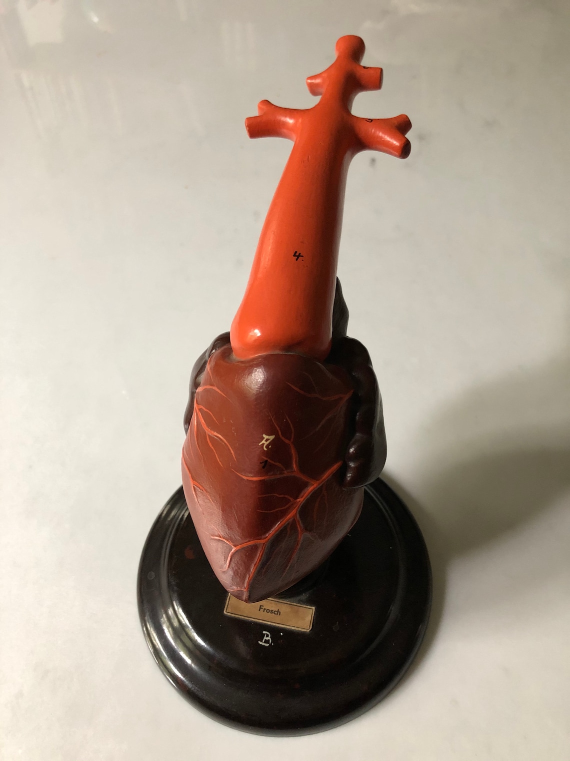 Vintage Heart Model of a Frog Tridimensional Enlarged | Etsy