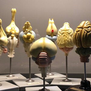 Frog Anatomical Model of a Frog Brain Plastic and Metal - Etsy