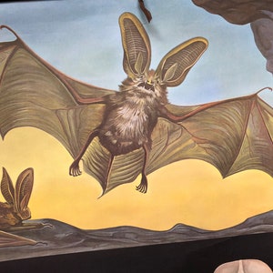 Vintage Bat Poster, Original No Reproduction, School, Zoology, Biology ...