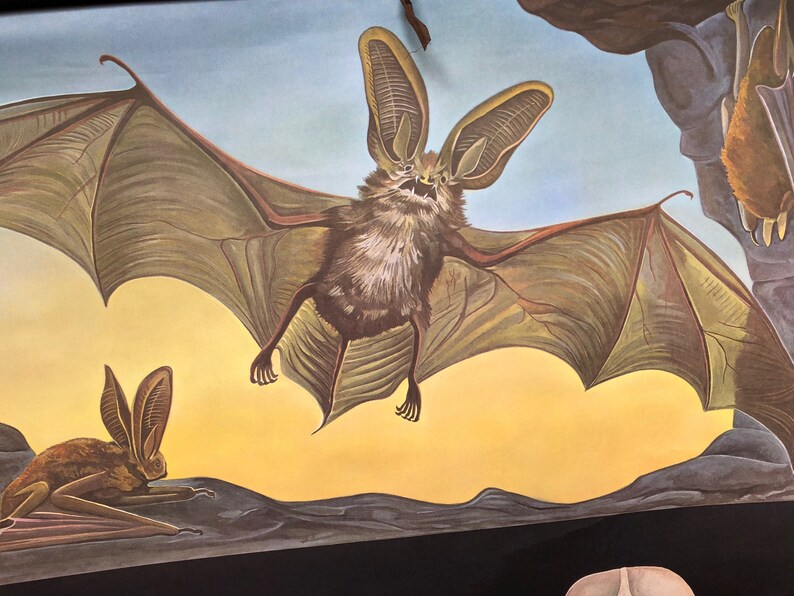 Vintage Bat Poster Original No Reproduction School Zoology - Etsy