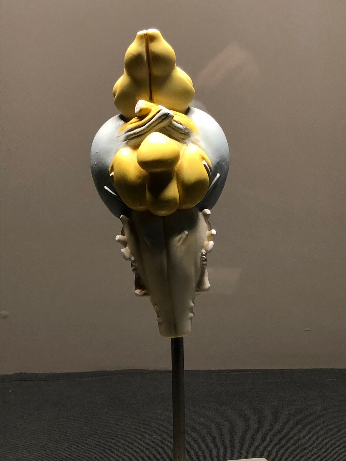 Trout Fish Anatomical Model of Fish Brain Plastic and Metal - Etsy