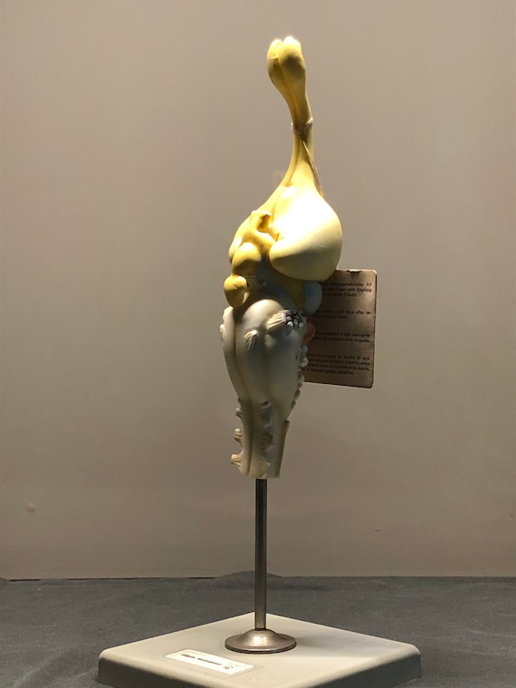 Crocodile Brain Anatomy