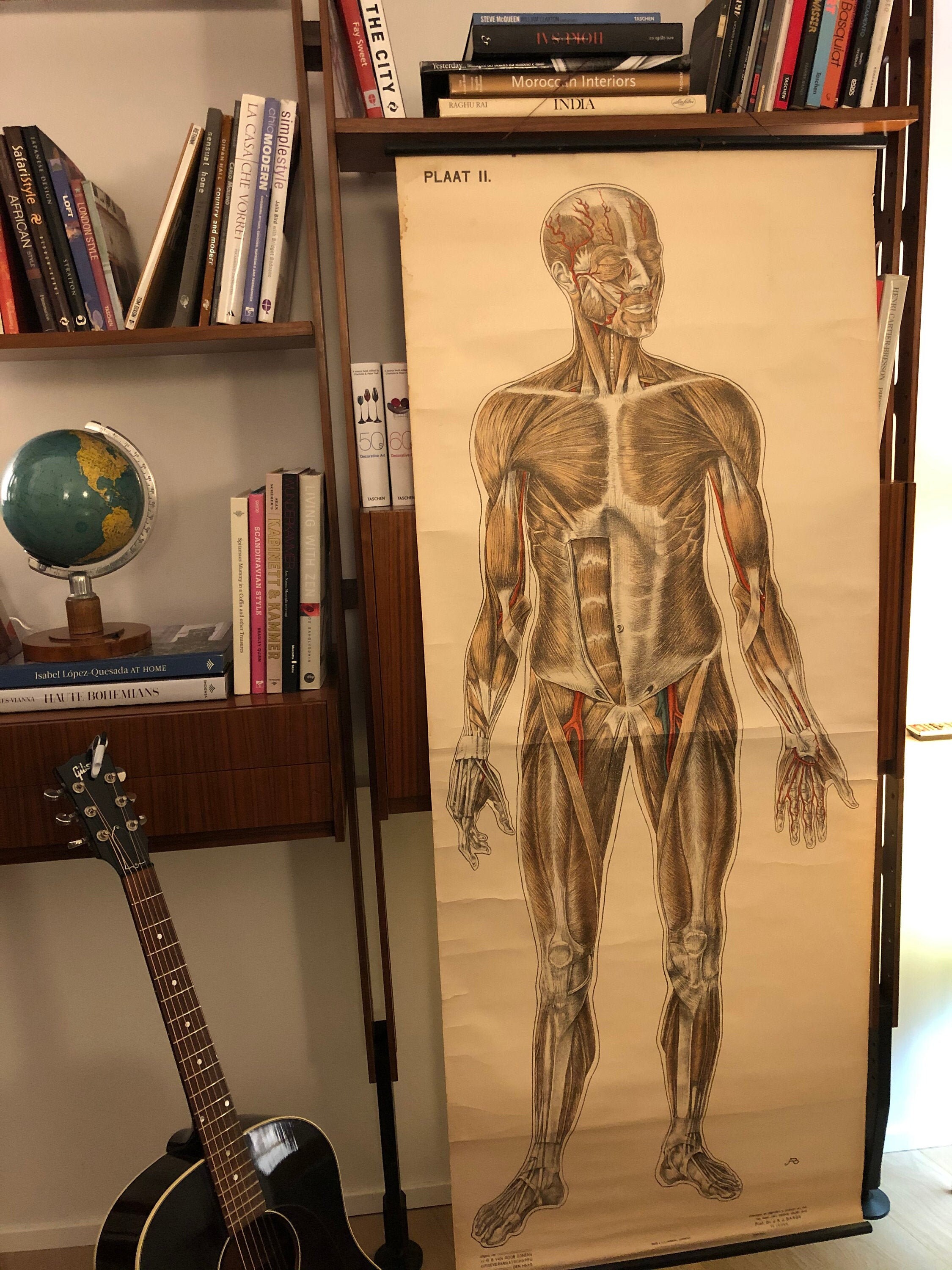 Human anatomical poster life size vintage 1917 Germany | Etsy