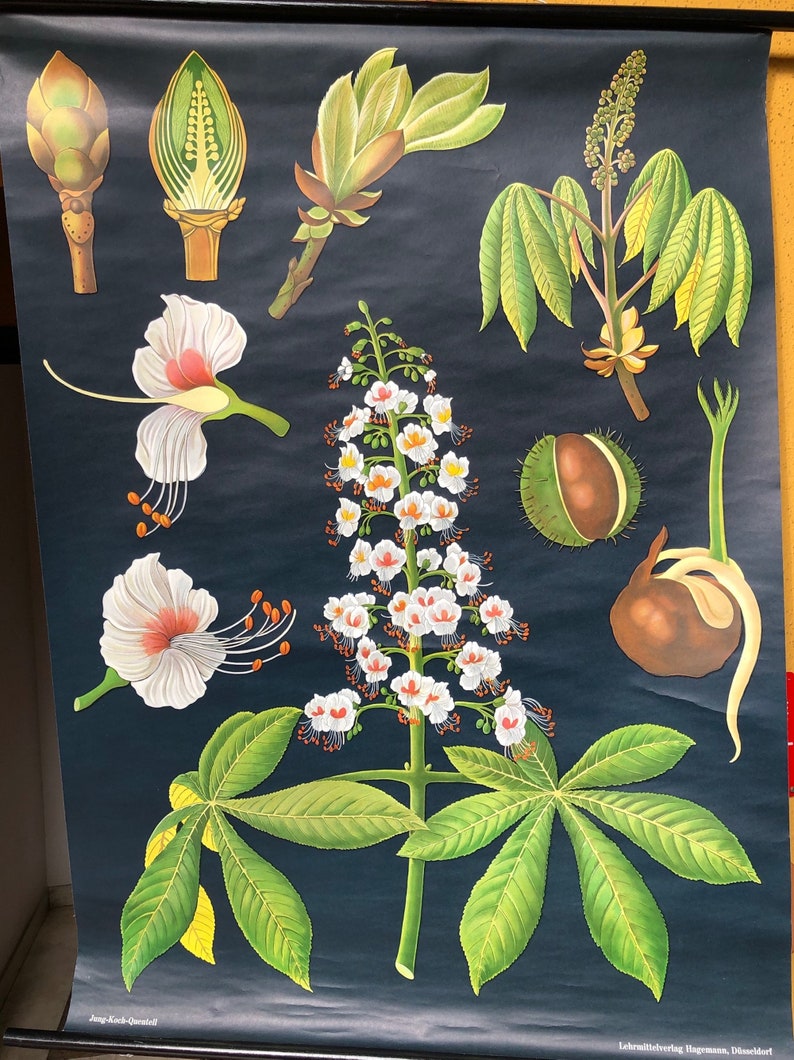 Vintage Poster chestnut original no reprint school poster | Etsy