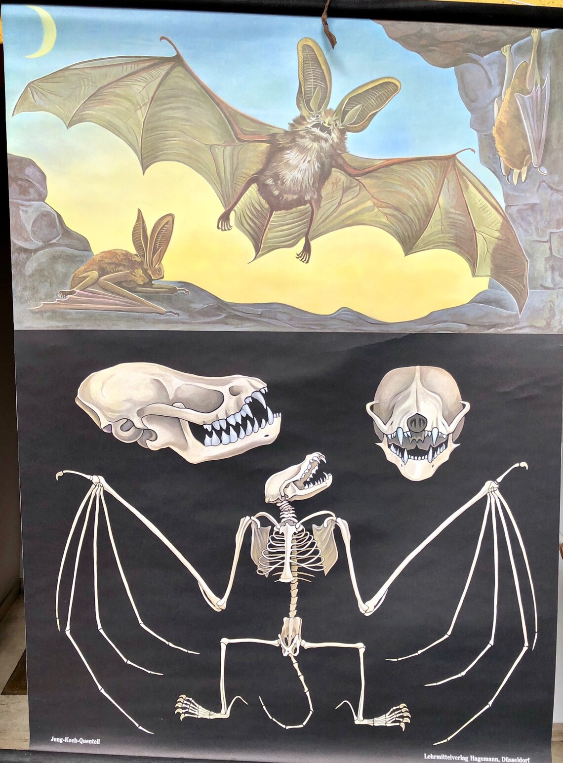 Vintage Bat Poster Original No Reproduction School Zoology - Etsy