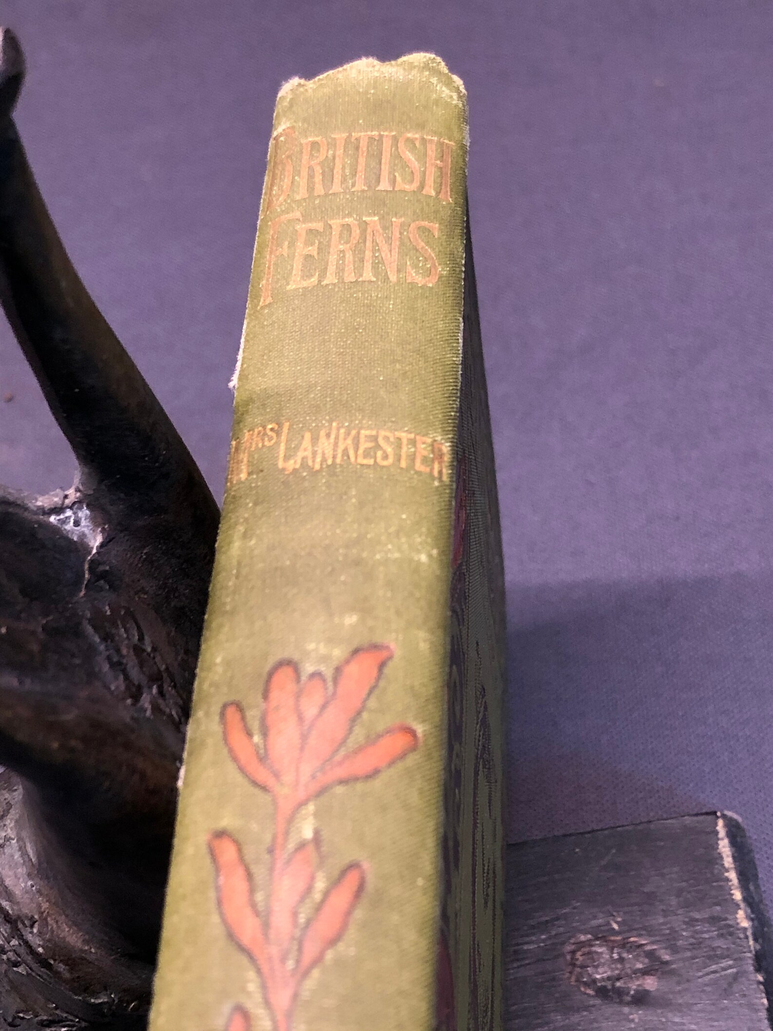Botanical Book - British Ferns (1912), by Mrs Lankester, Antique Book ...