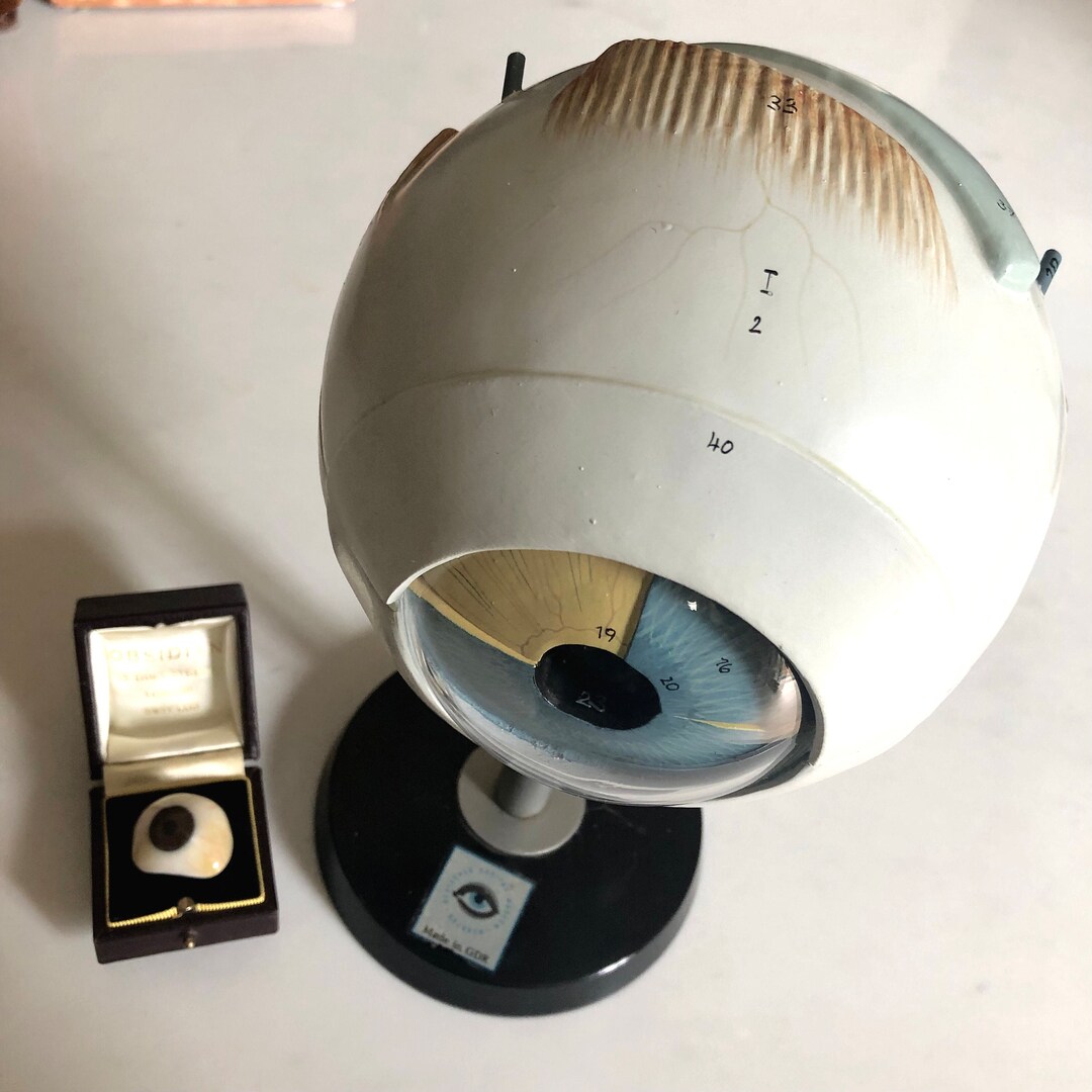 Anatomical Eye Model, Glass Human Eye, Medical School Model 1950s ...