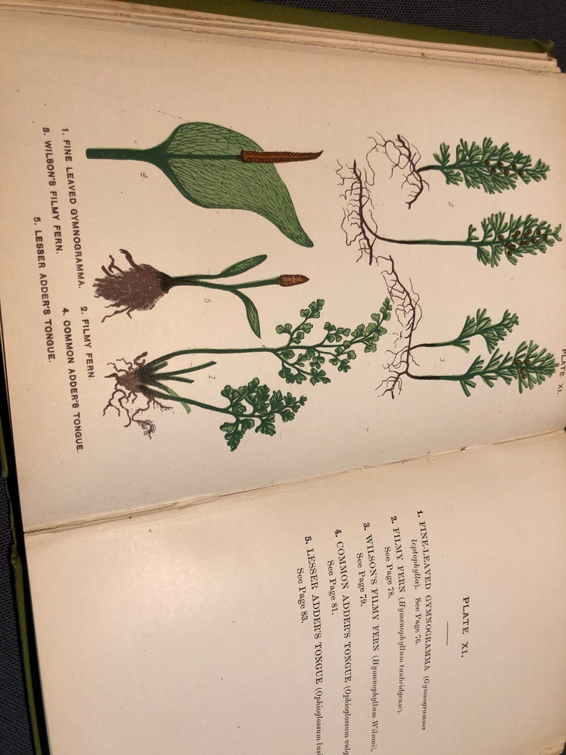 Botanical Book - British Ferns (1912), by Mrs Lankester, Antique Book ...