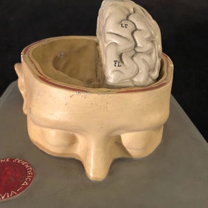 PARAVIA Human Head Section With Brain Plaster Published on - Etsy