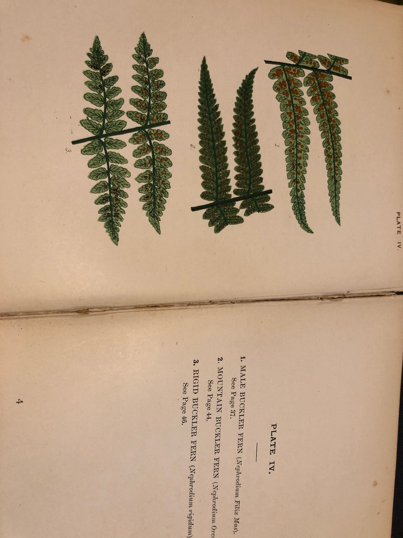 Botanical Book - British Ferns (1912), by Mrs Lankester, Antique Book ...