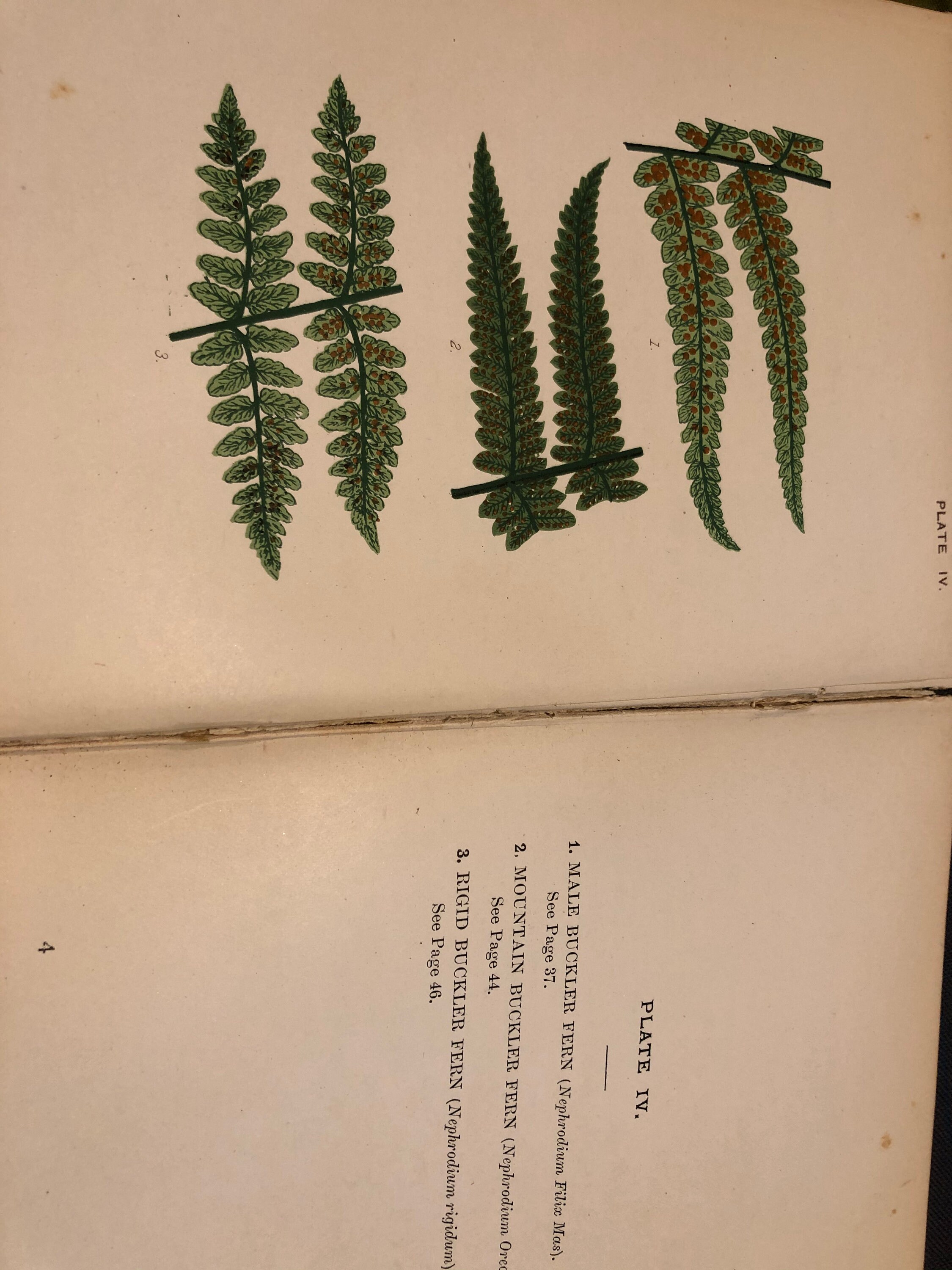 Botanical Book - British Ferns (1912), by Mrs Lankester, Antique Book ...