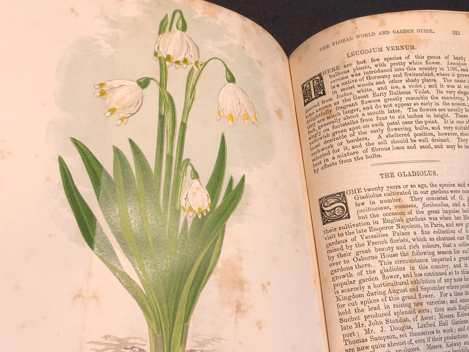 Antique Botanical Book Set - the Floral World, Two Volumes, Ed. Shirley ...