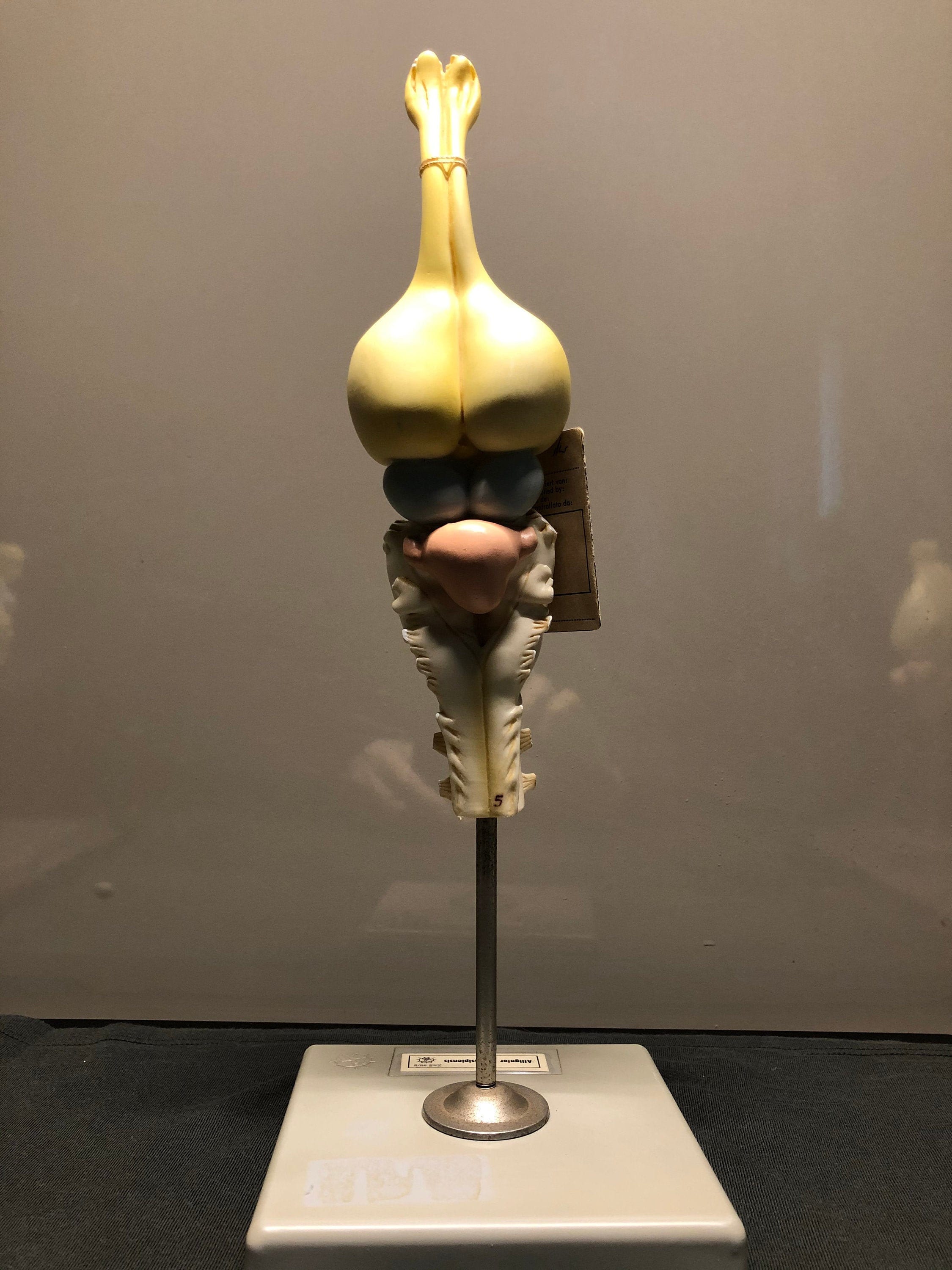 Crocodile Brain Anatomy