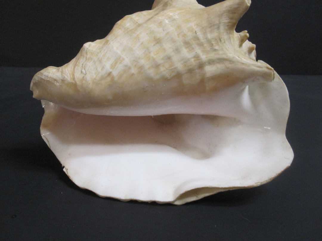 Large Natural Queen Conch Horned Pink Sea Shell Nautical Beach ...