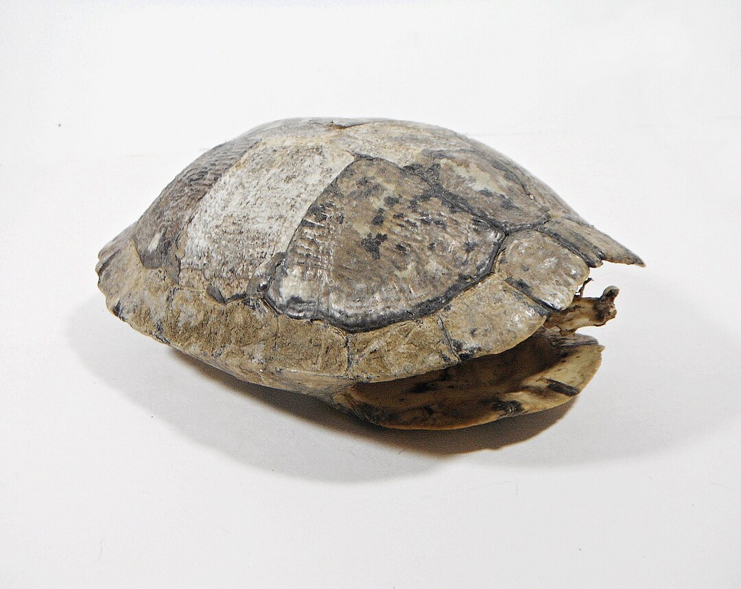 Real Water Snapping Turtle Shell 8.5 Long Taxidermy Bones - Etsy
