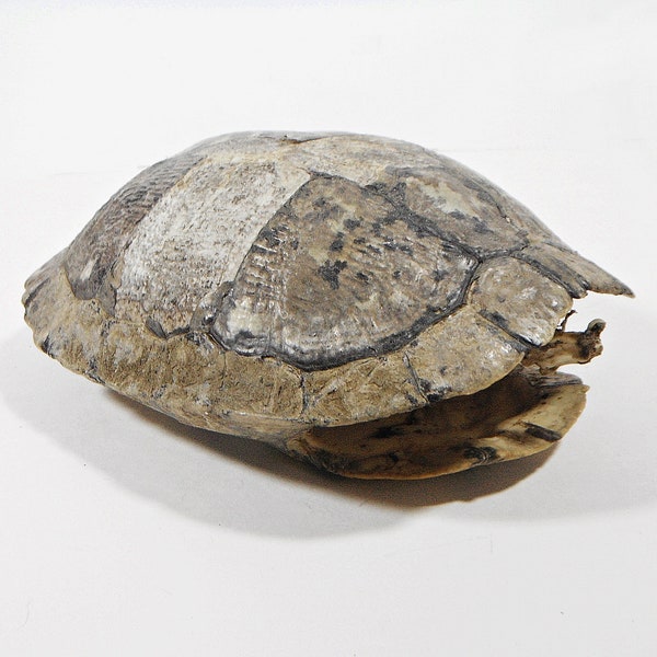 Turtle Shell Real - Etsy