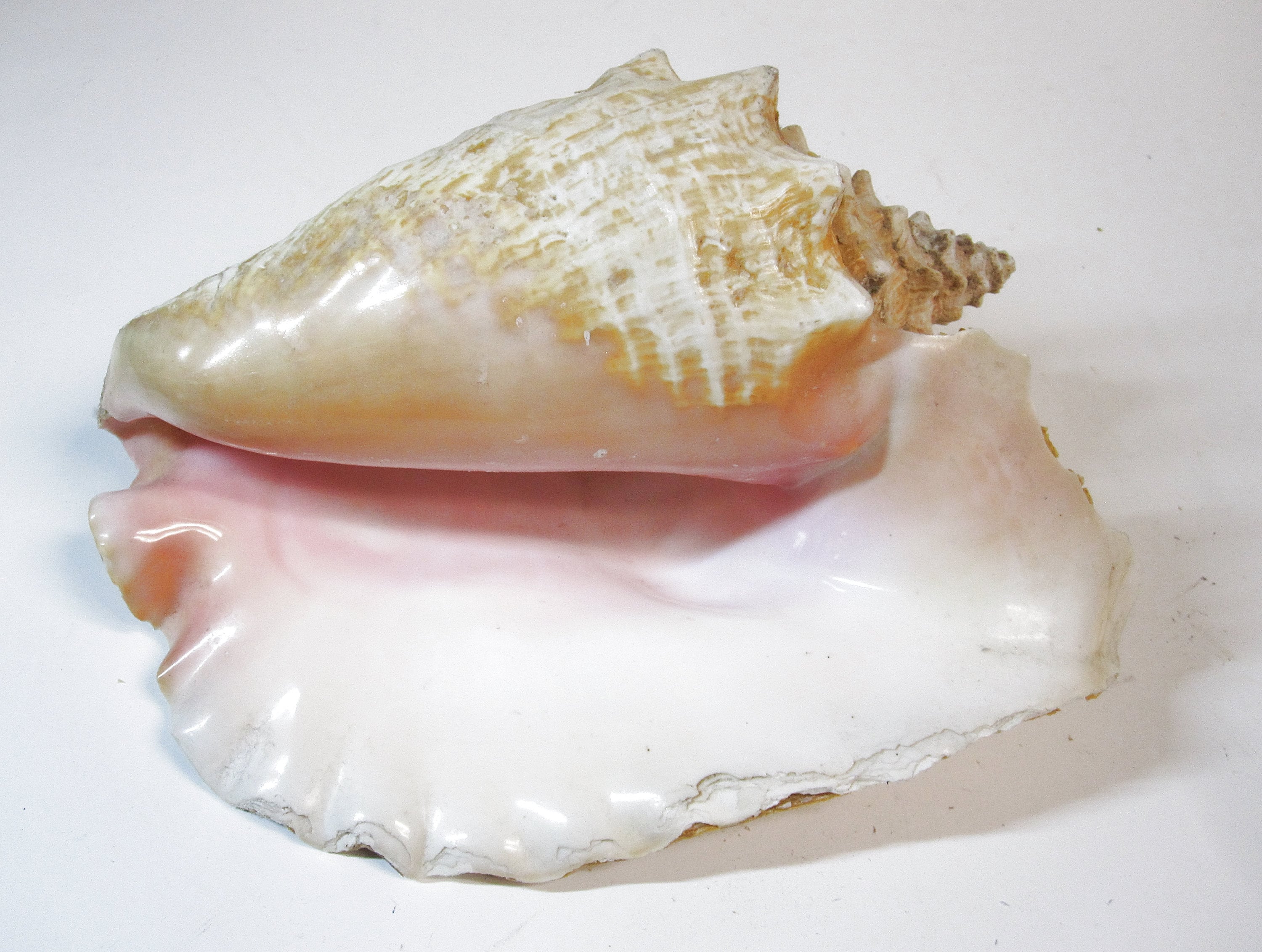Large Natural Queen Conch Horned Pink Sea Shell Nautical Beach ...