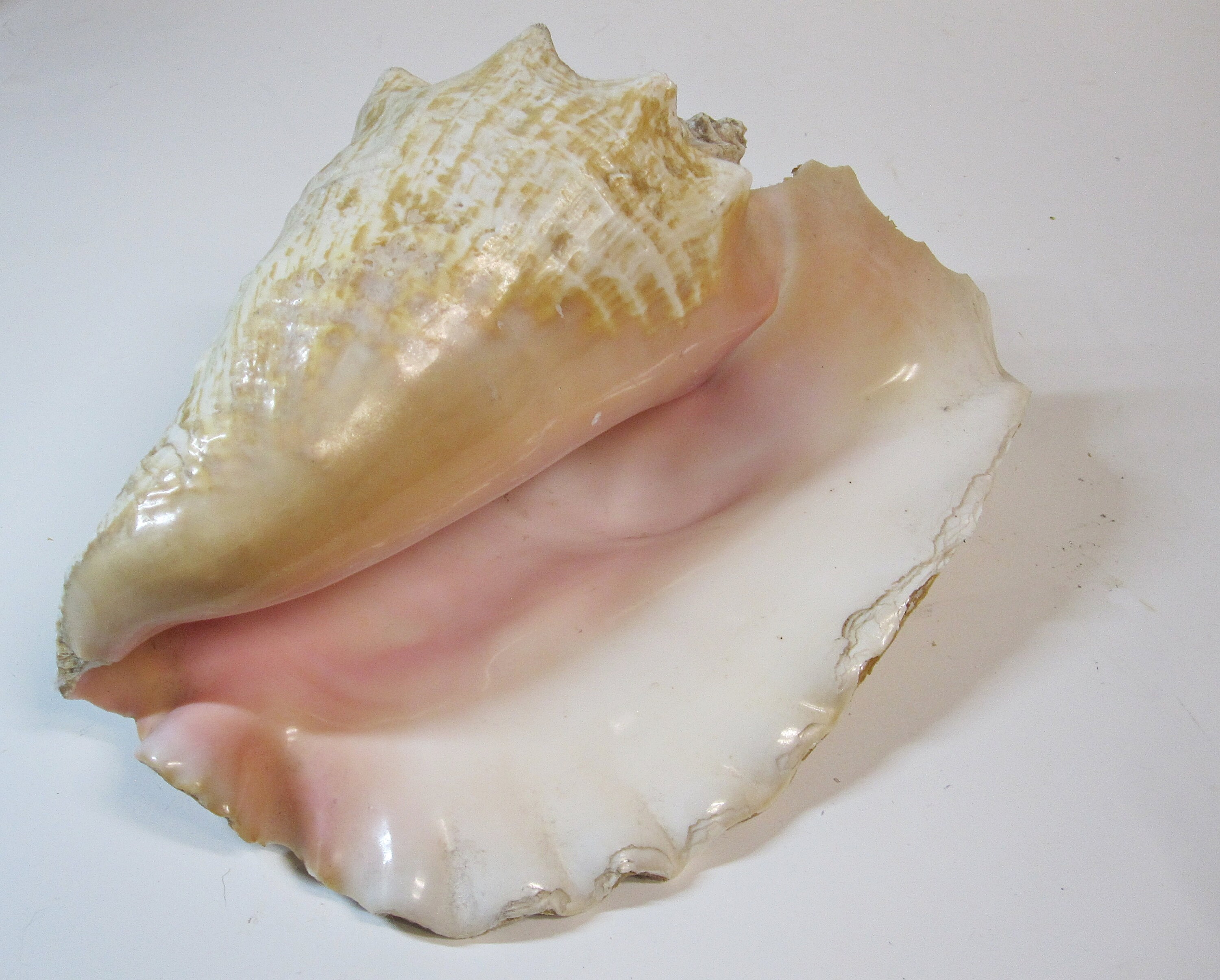 Large Natural Queen Conch Horned Pink Sea Shell Nautical Beach ...