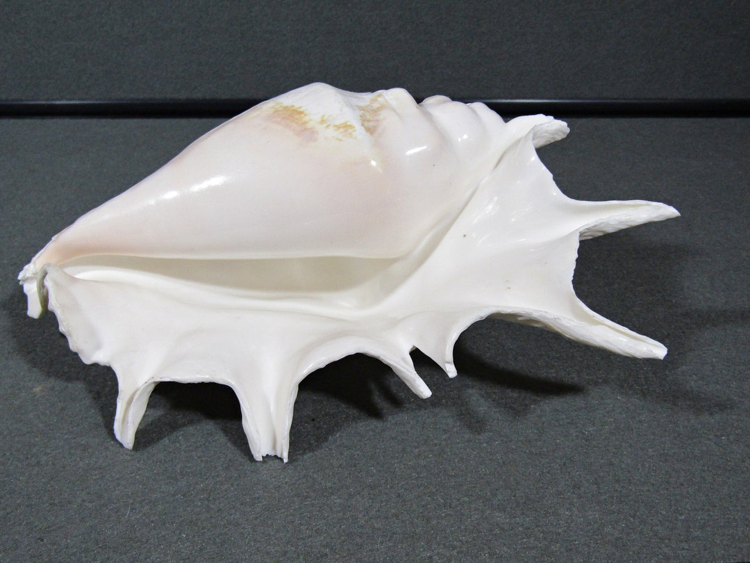 Large Natural Queen Conch Horned Pink Sea Shell Nautical Beach ...