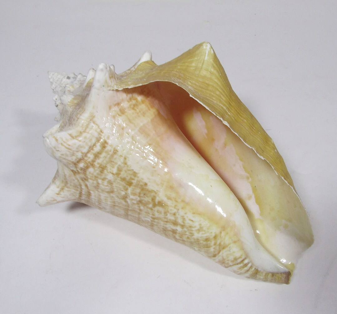 Large Natural Queen Conch Horned Pink Sea Shell Nautical Beach ...